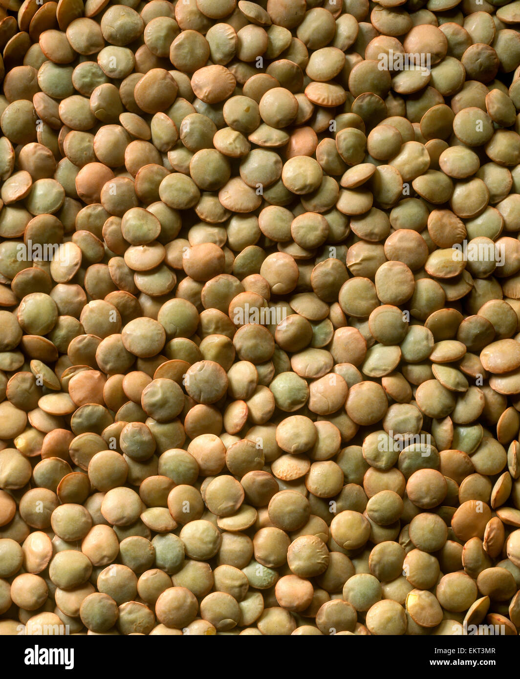 Agriculture - Harvested mature lentils / Ontario, Canada Stock Photo ...