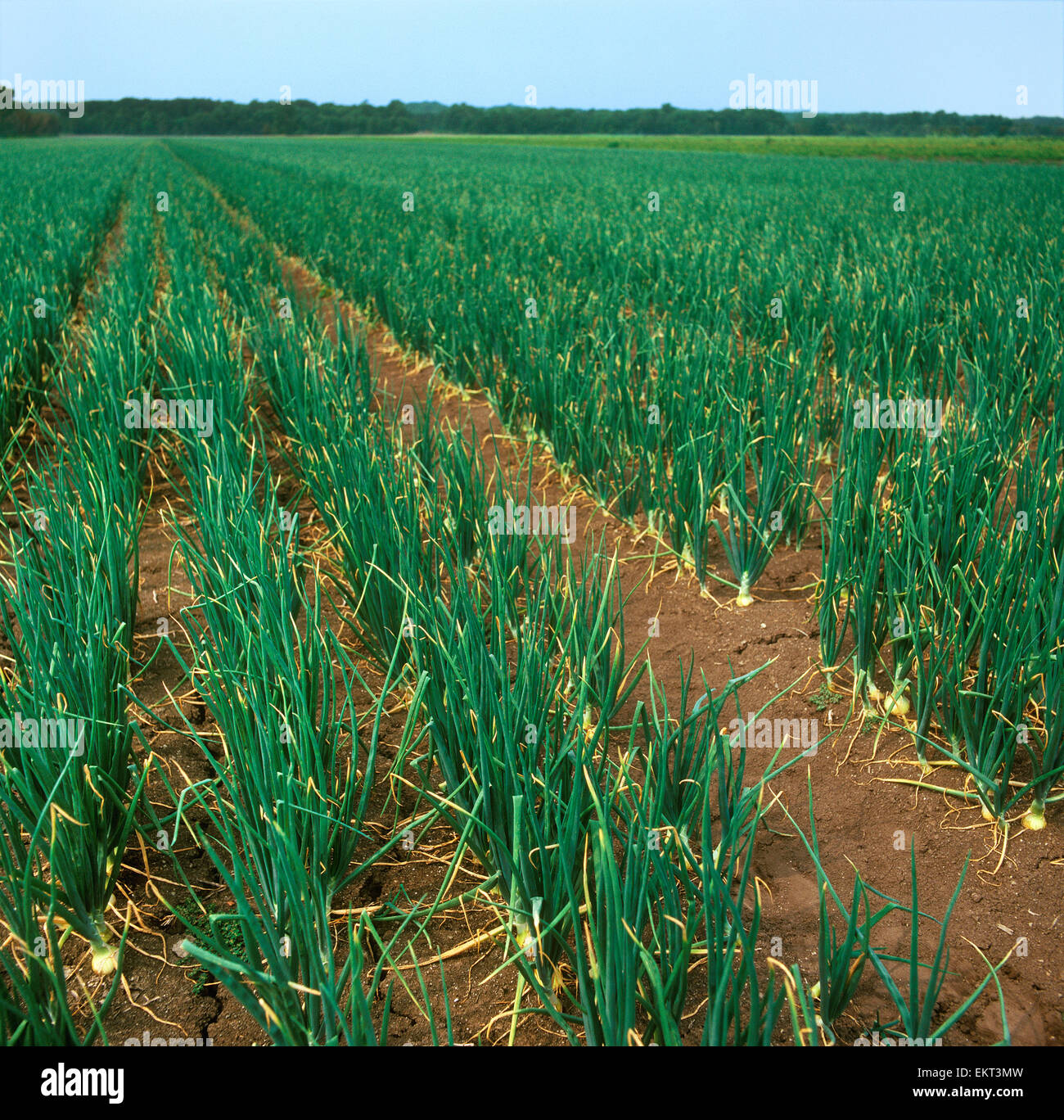 Agriculture - Field of maturing yellow onions / Ontario, Canada Stock ...