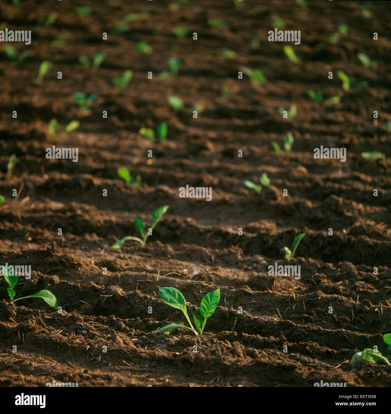 Tobacco in ontario canada hi-res stock photography and images - Alamy