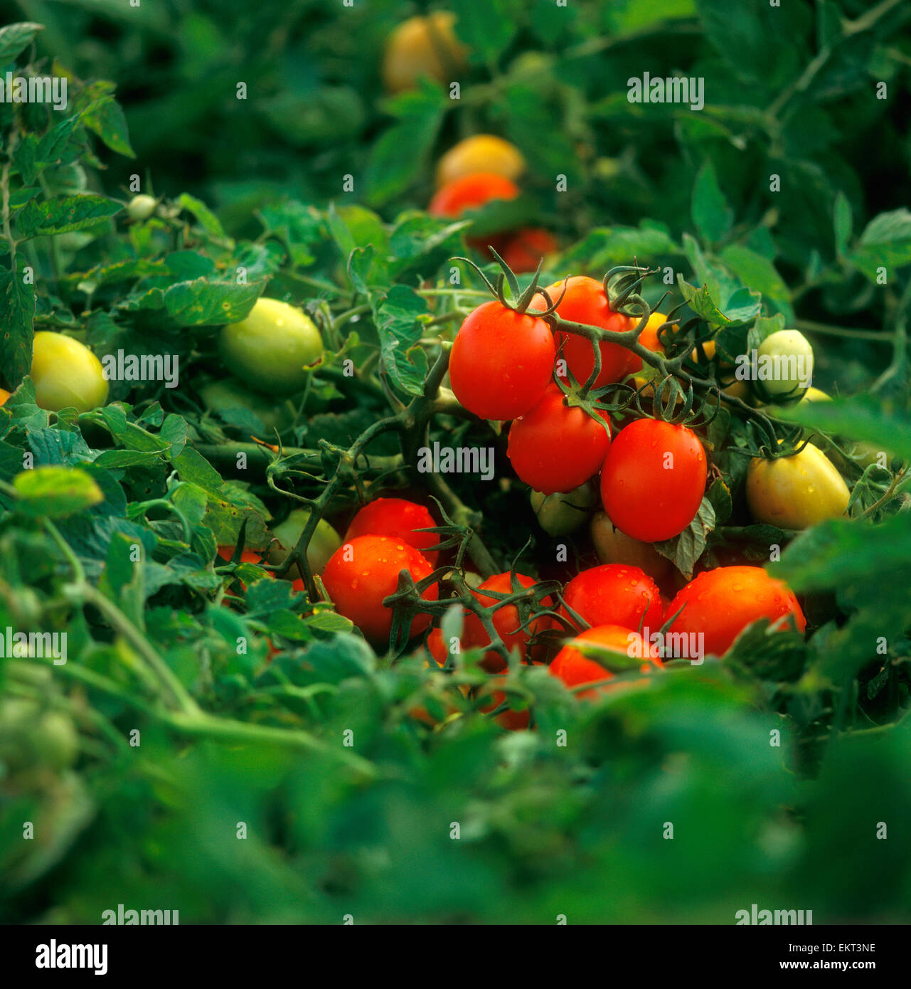 Agriculture - Fresh market tomatoes growing in a greenhouse; known as ...
