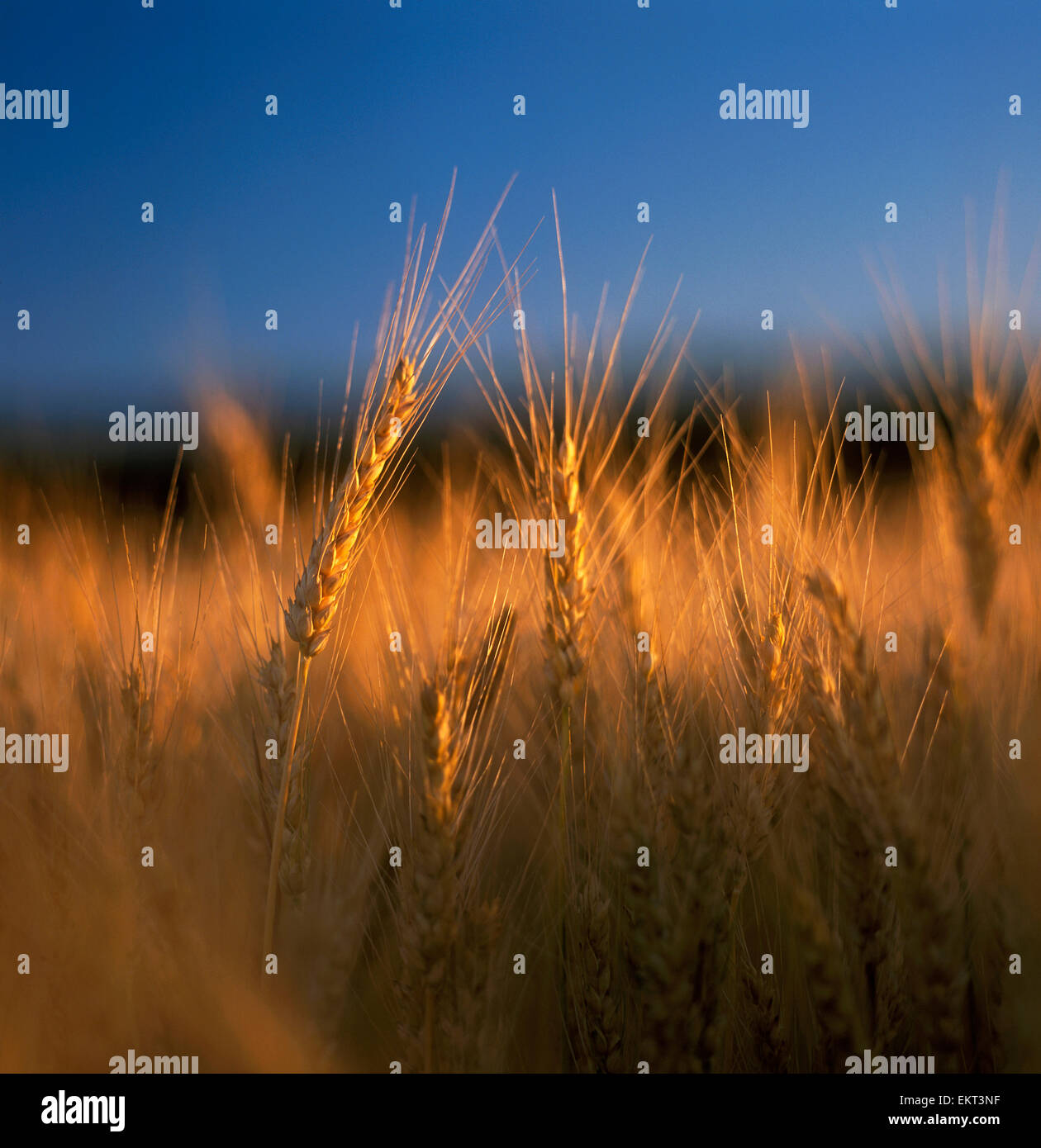 Bearded grain heads hi-res stock photography and images - Alamy