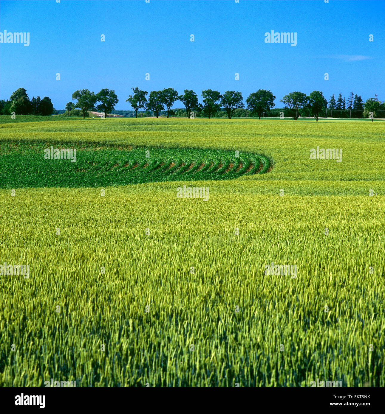 Agriculture - Field of maturing awnless wheat with an early growth corn ...