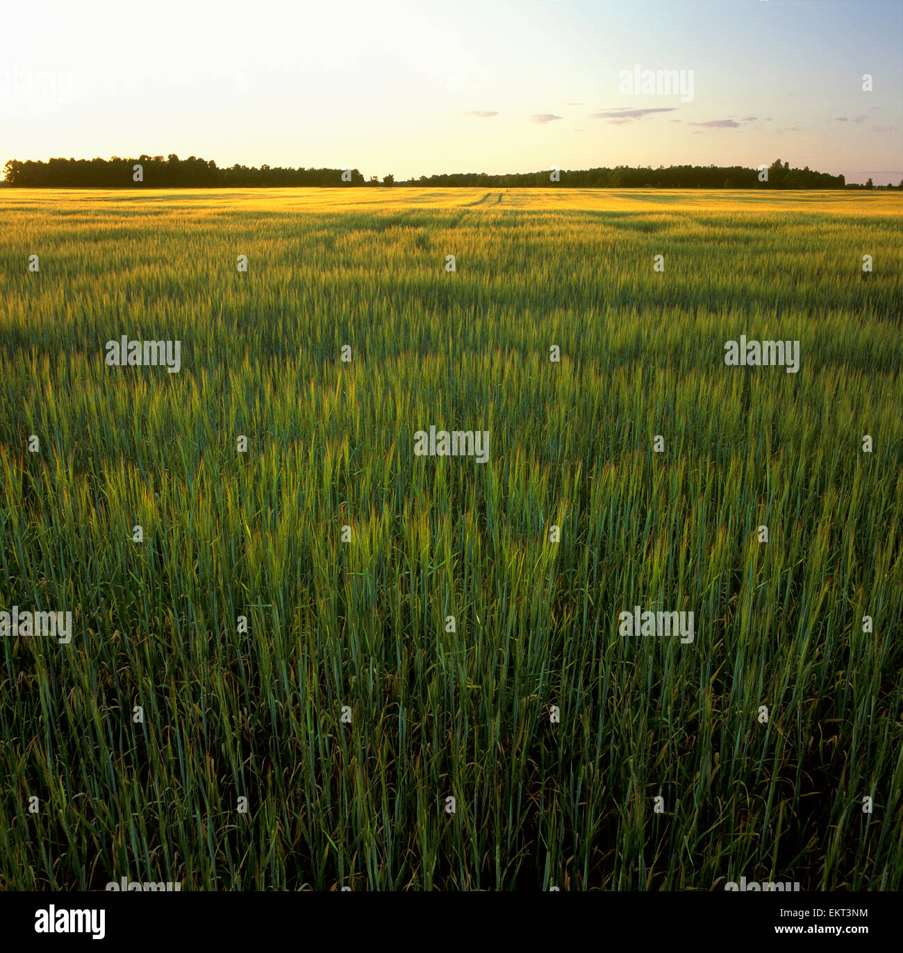 Agriculture - Field of mid growth awned, or bearded, wheat at the ...