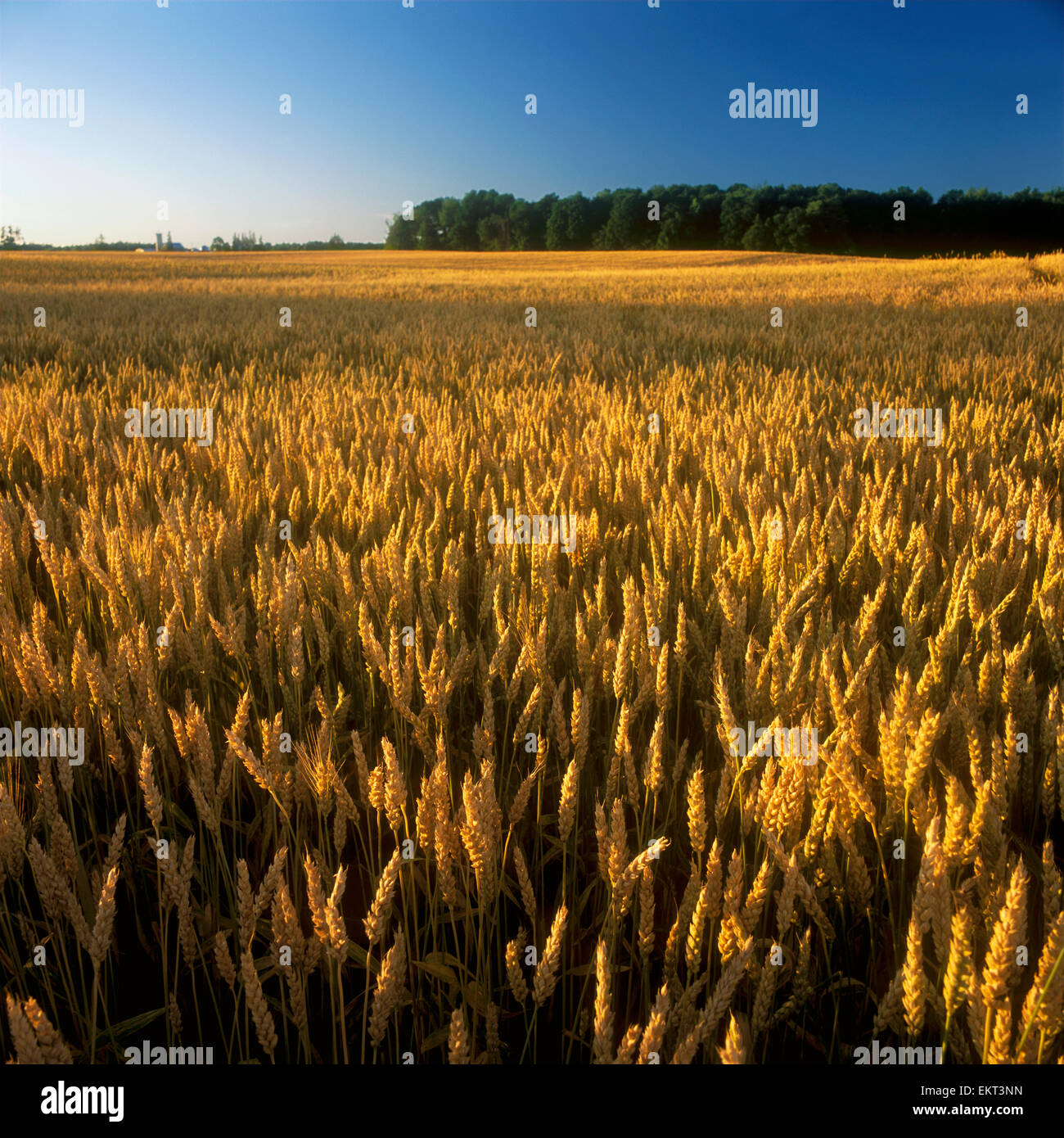Awnless wheat hi-res stock photography and images - Alamy