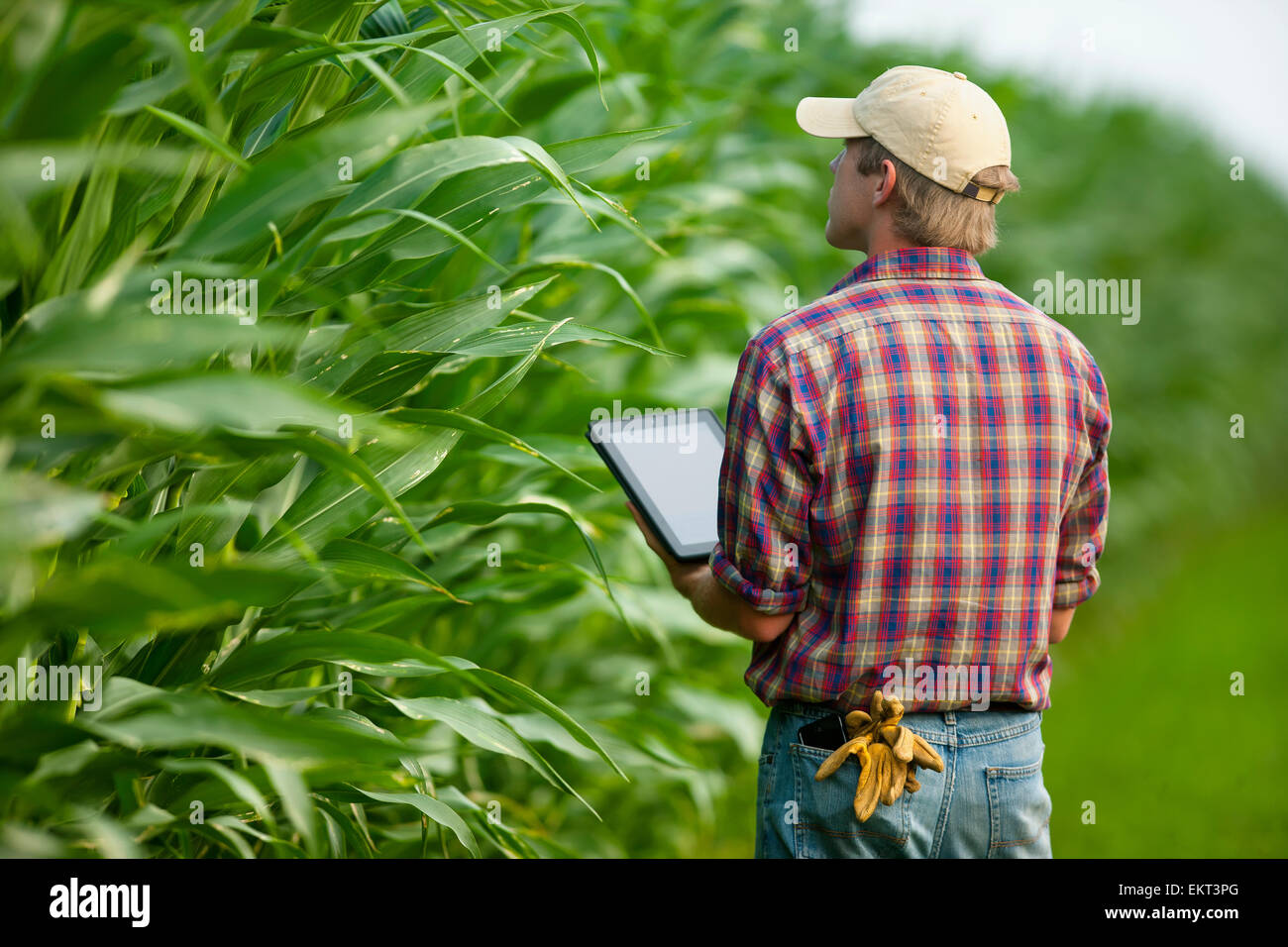 American farmer corn hi-res stock photography and images - Alamy
