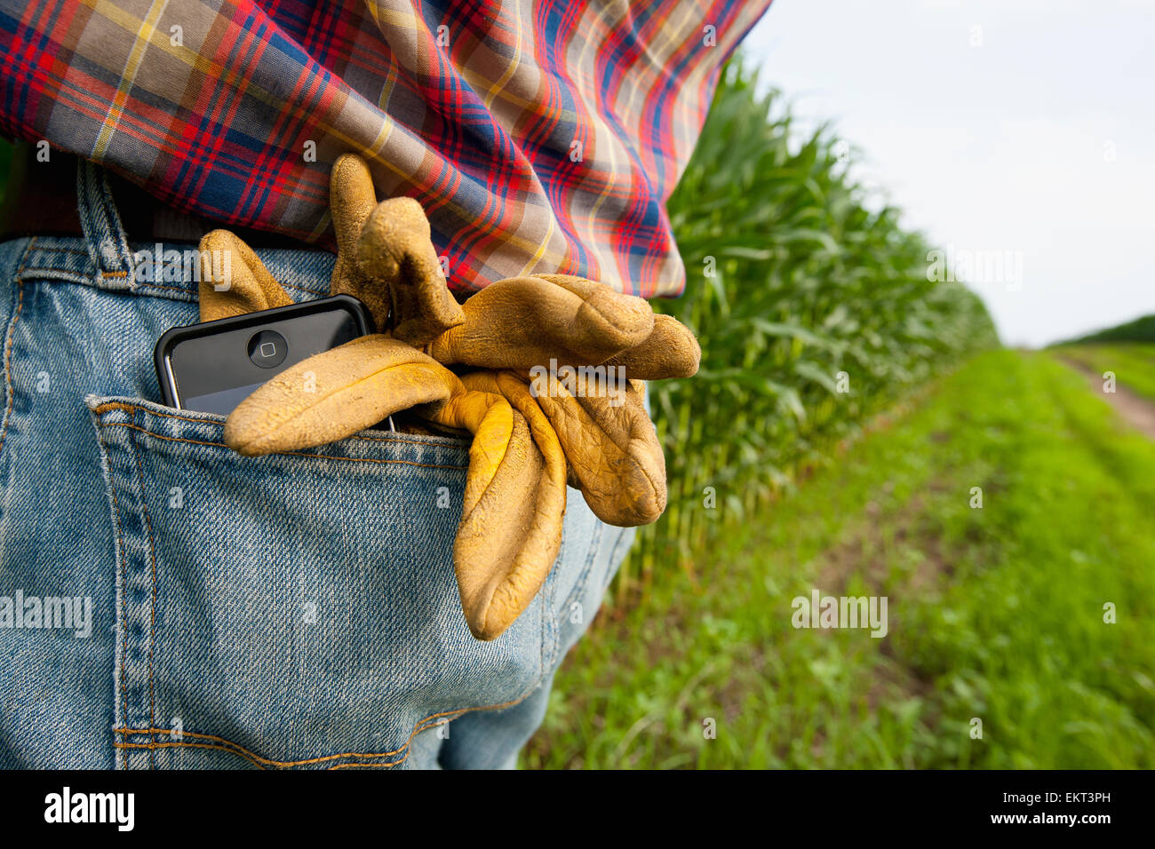 Agriculture,Farmer,Corn,Cell Phone,Close Up Stock Photo - Alamy
