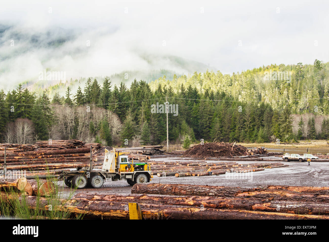 Beaver cover log sort near Telegraph Cove; British Columbia, Canada ...