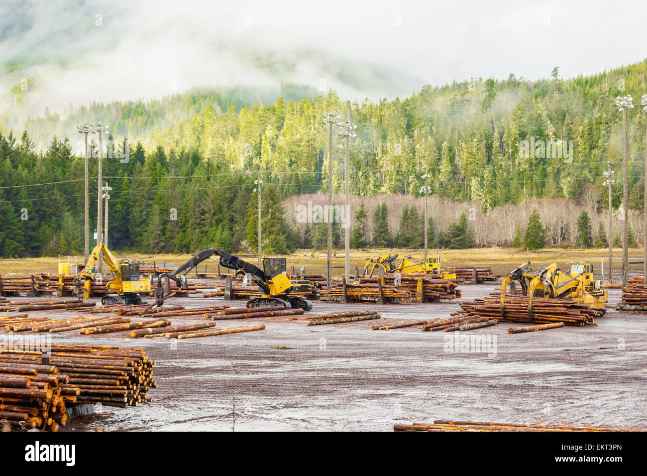 Logging sort hi-res stock photography and images - Alamy