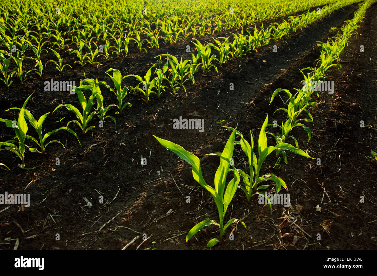 Agriculture - Rows of early growth grain corn plants backlit by the ...
