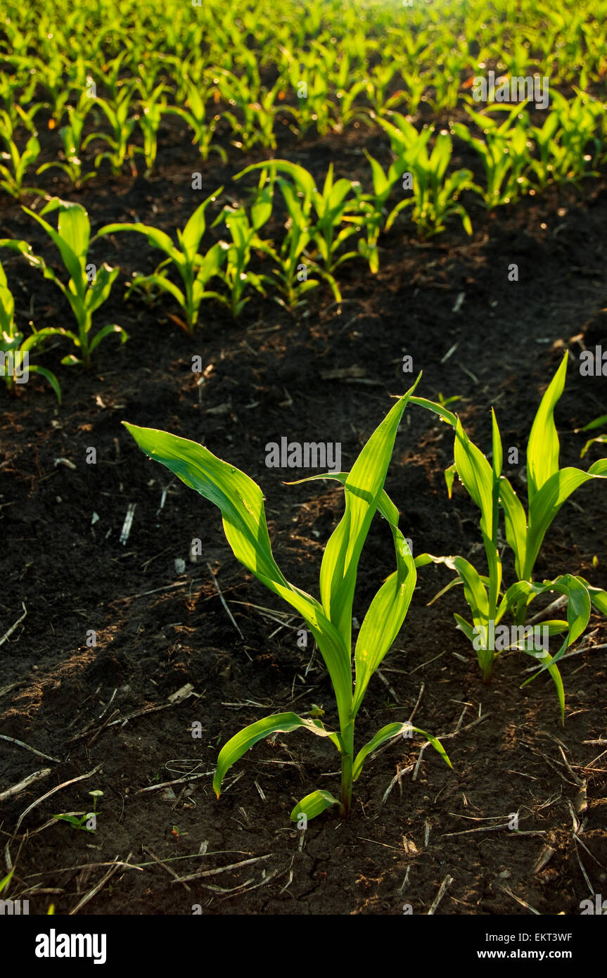 Agriculture backlit rows early hi-res stock photography and images - Alamy