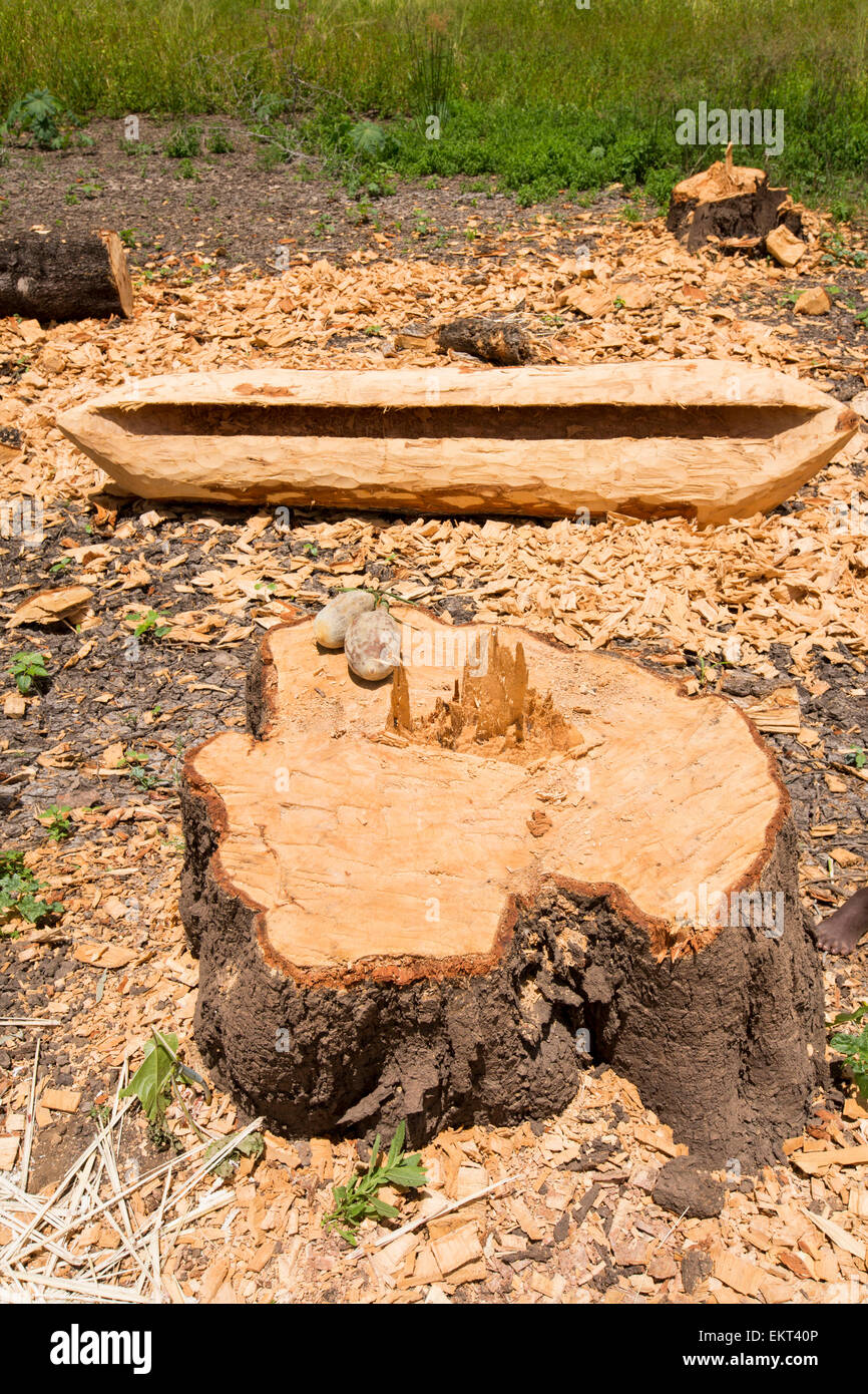 Dug Out Tree High Resolution Stock Photography and Images - Alamy