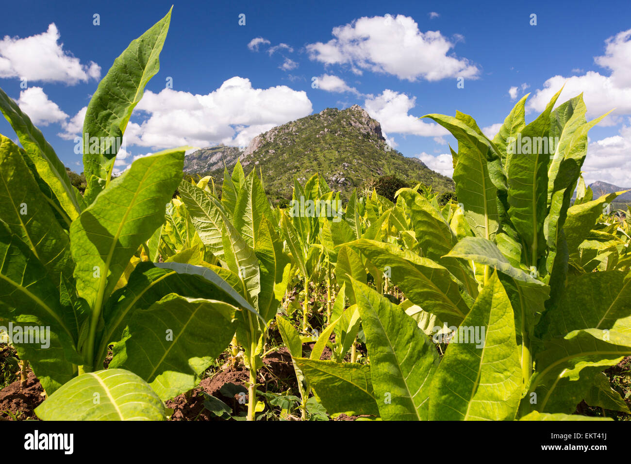 Tobacco farming africa hi-res stock photography and images - Alamy