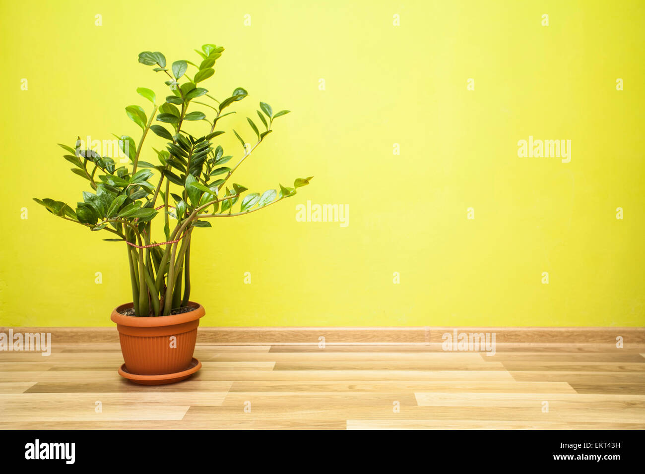 Plant in an empty green room Stock Photo - Alamy
