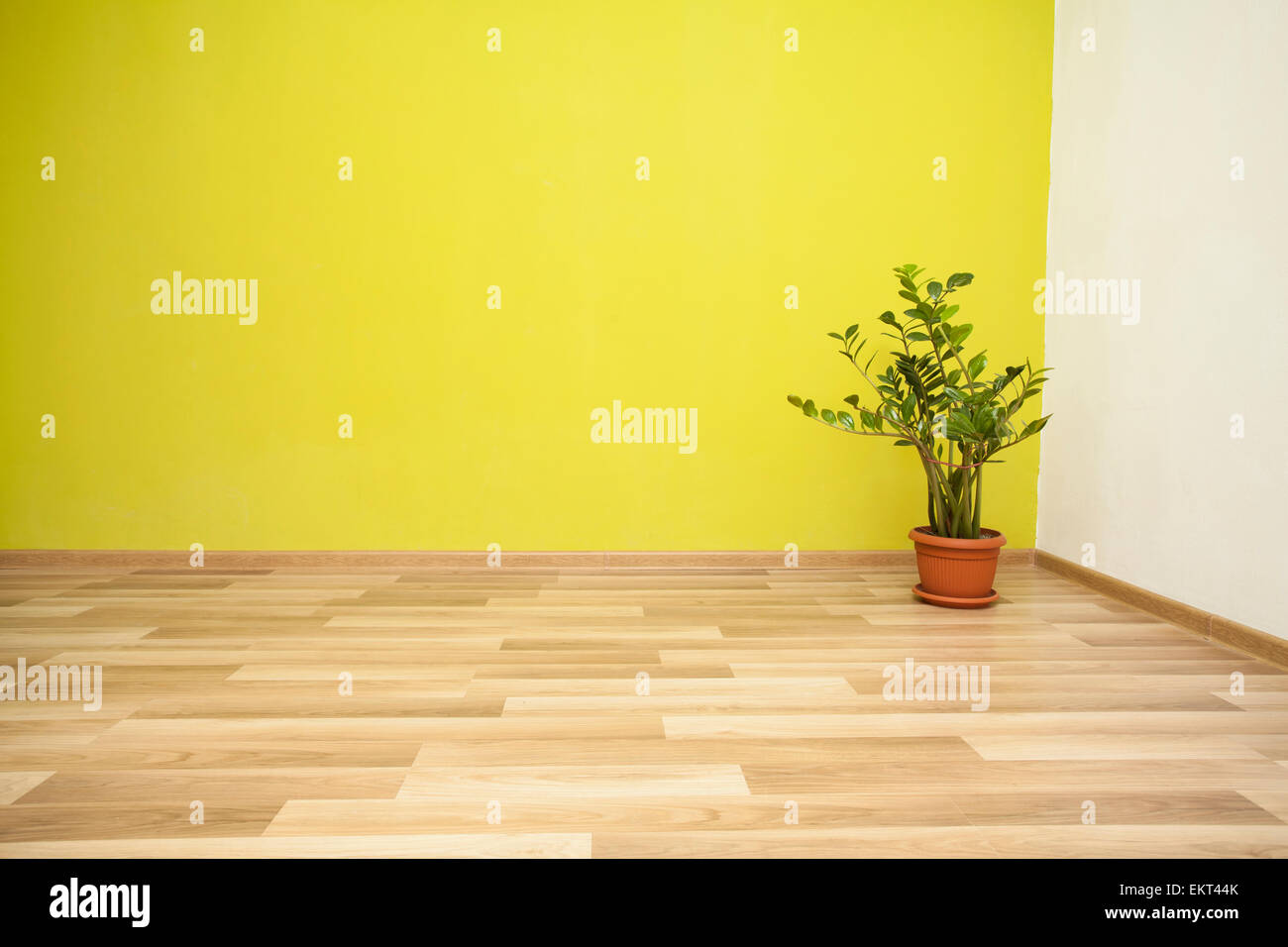 Plant in an empty green room Stock Photo - Alamy