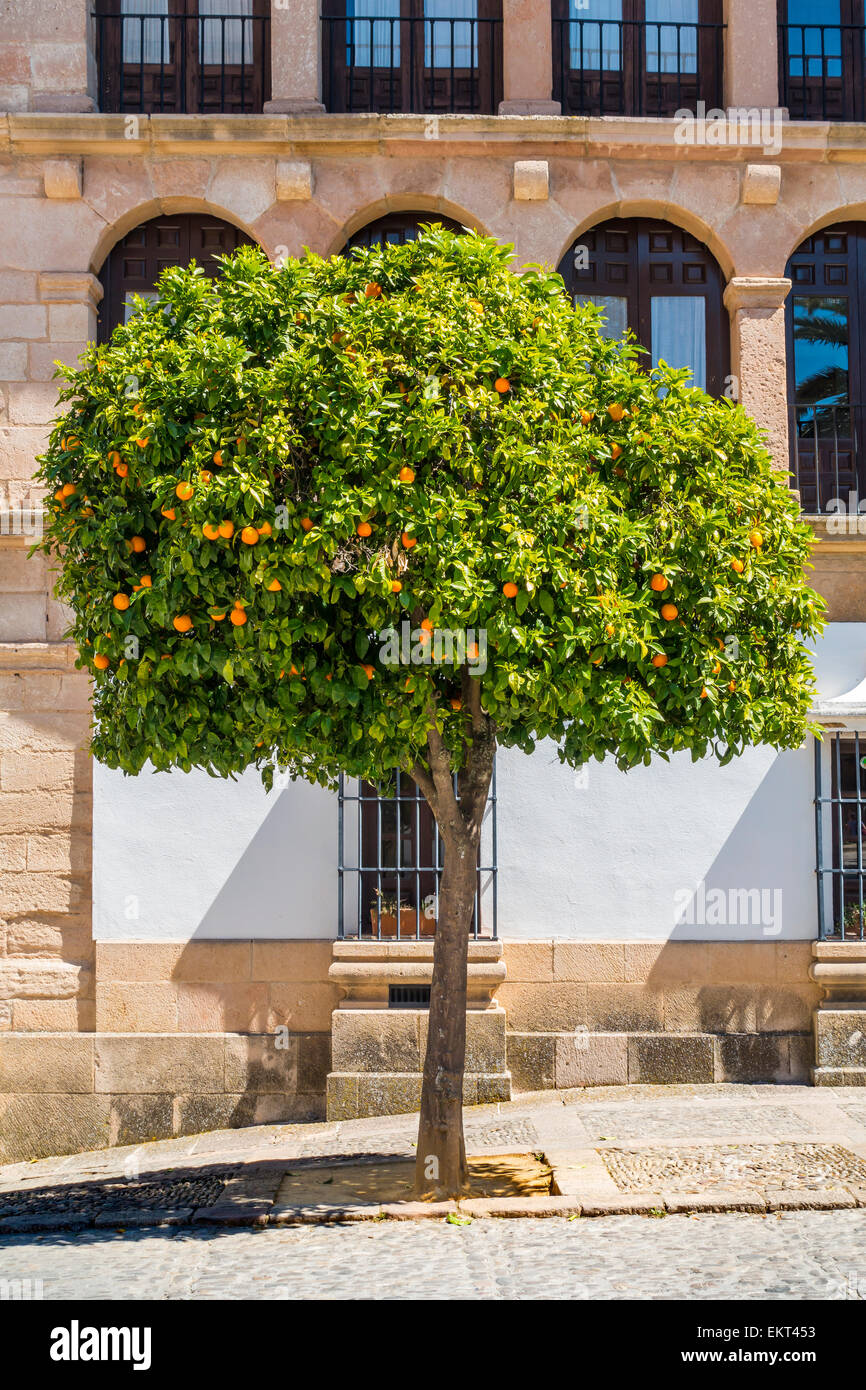 Orange Tree Oranges Plaza Duquesa de Parcent Ronda Spain Stock Photo ...