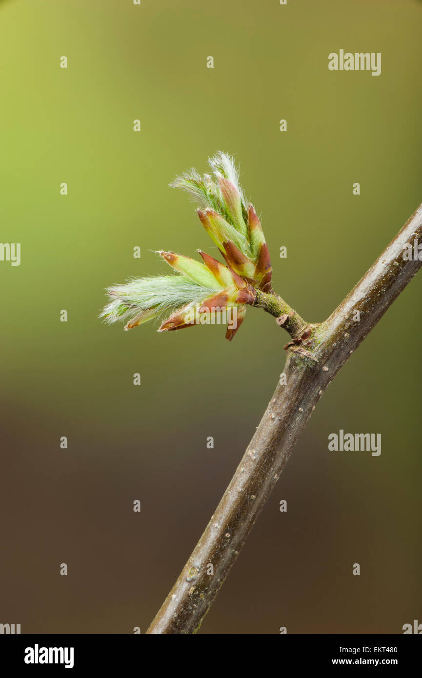 Knospe,Bud,Trieb,Triebspitze,Shoot,Young Shoot,Bluete,Blossom,Bloom ...