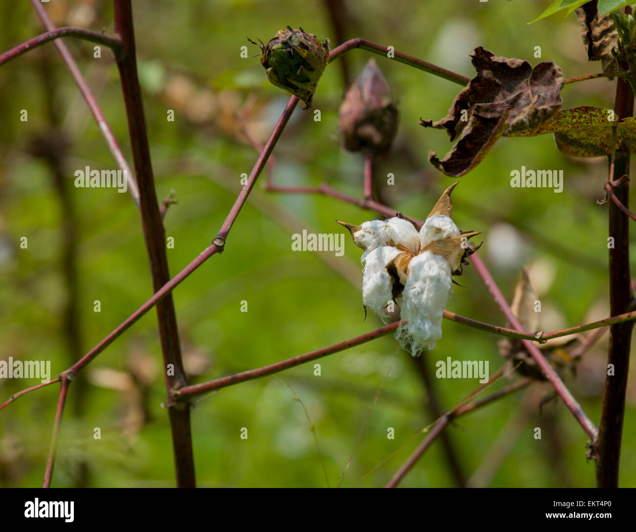 Agriculture - Closeup of mature cotton at the defoliation stage showing ...