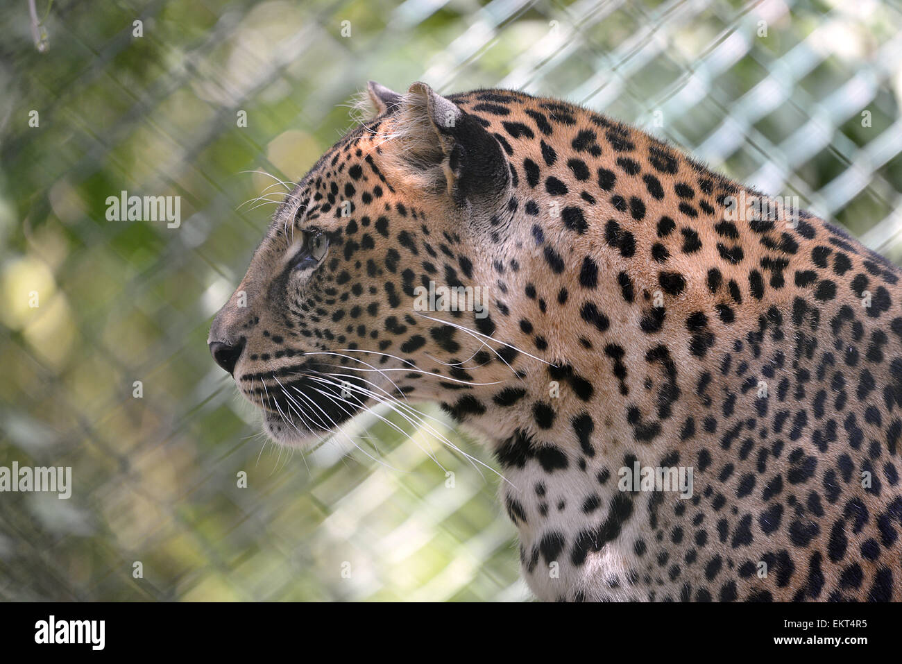 Portrait of leopard (Panthera pardus) seen from profile Stock Photo - Alamy