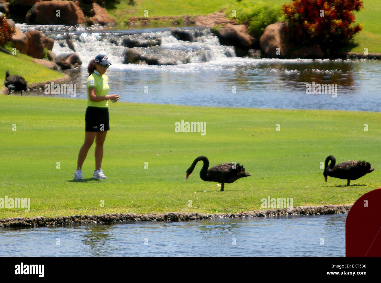 Kapolei, Hawaii, USA. 13th Apr, 2015. Ju Young Park feeds the swans ...