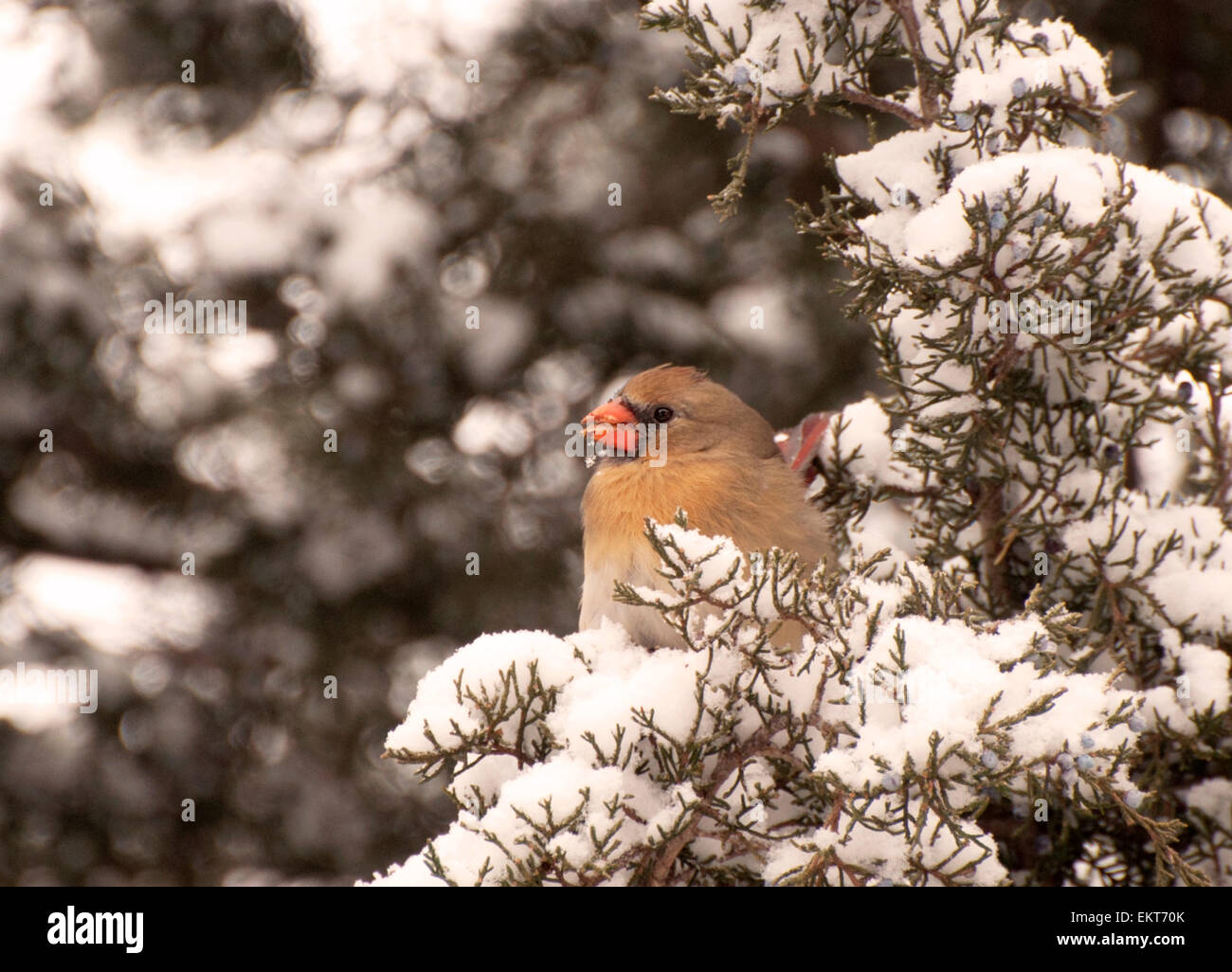 Female cardinal hi-res stock photography and images - Alamy
