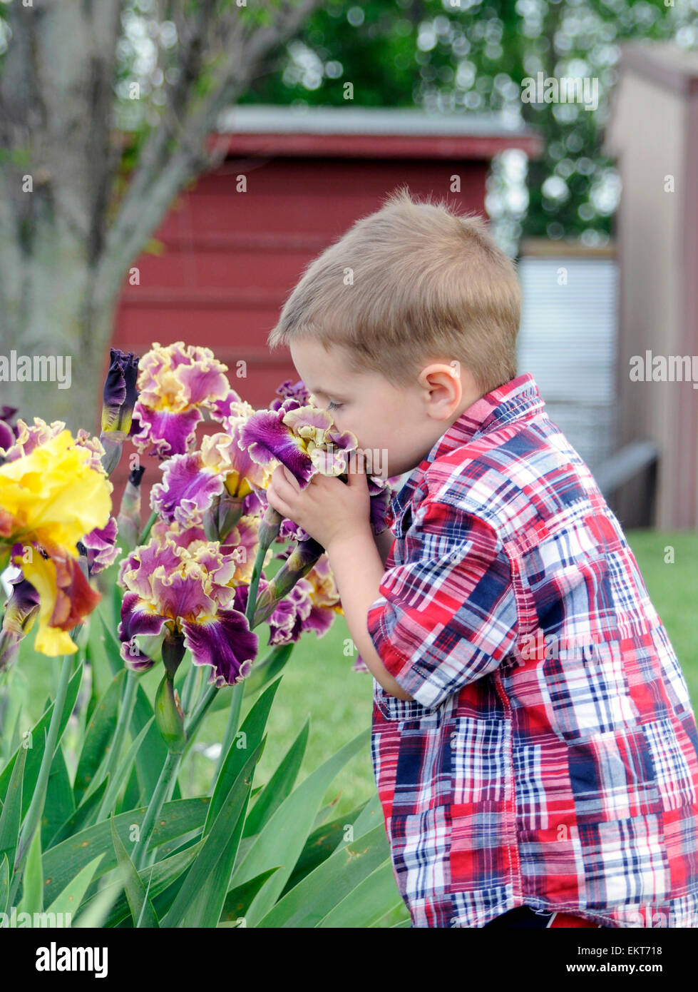 Child smelling Iris flowers Stock Photo - Alamy
