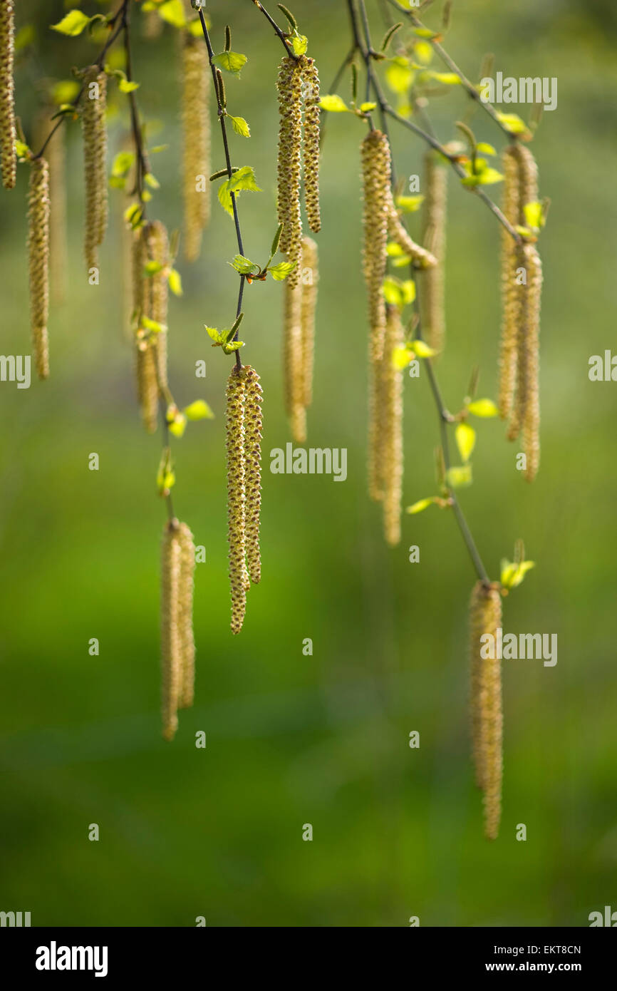 Knospe,Bud,Trieb,Triebspitze,Shoot,Young Shoot,Bluete,Blossom,Bloom ...