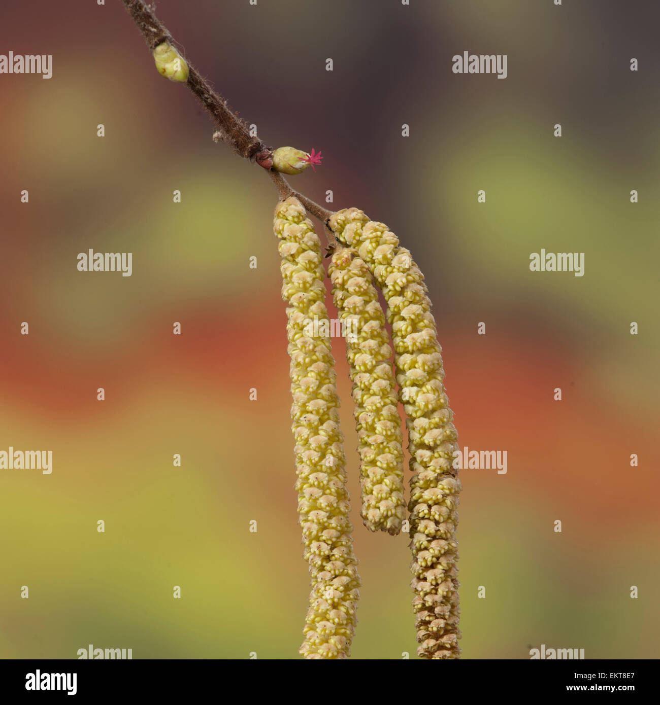 Knospe,Bud,Trieb,Triebspitze,Shoot,Young Shoot,Bluete,Blossom,Bloom ...