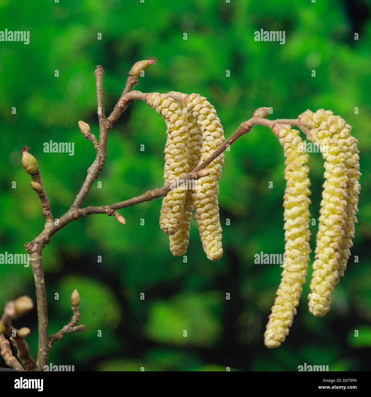 Knospe,Bud,Trieb,Triebspitze,Shoot,Young Shoot,Bluete,Blossom,Bloom ...