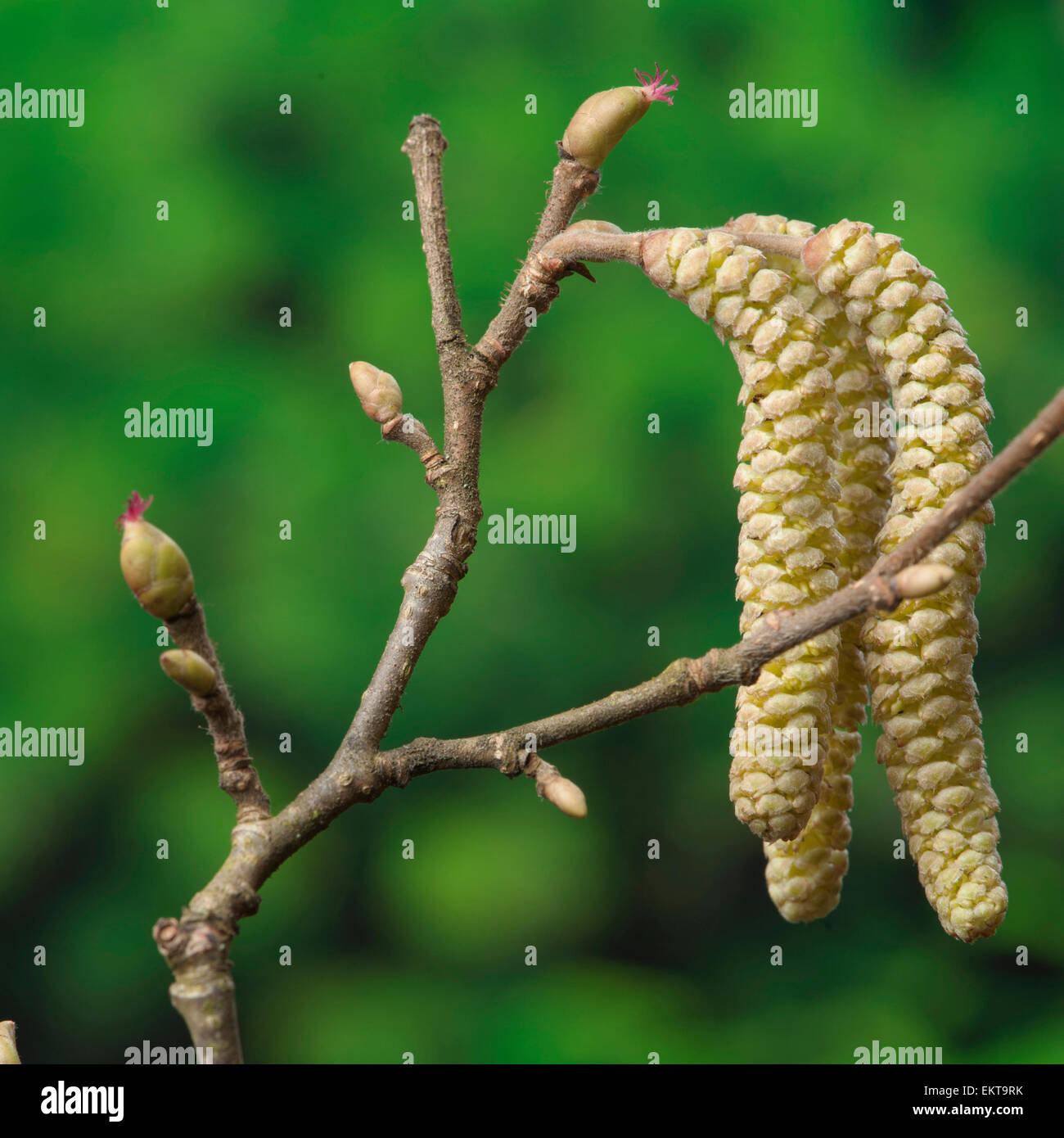Knospe,Bud,Trieb,Triebspitze,Shoot,Young Shoot,Bluete,Blossom,Bloom ...