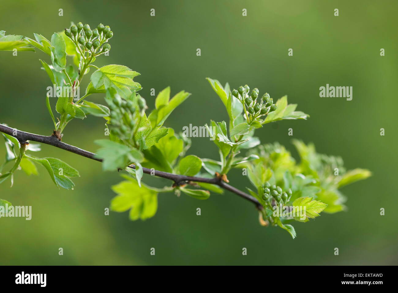 Knospe,Bud,Trieb,Triebspitze,Shoot,Young Shoot,Bluete,Blossom,Bloom ...