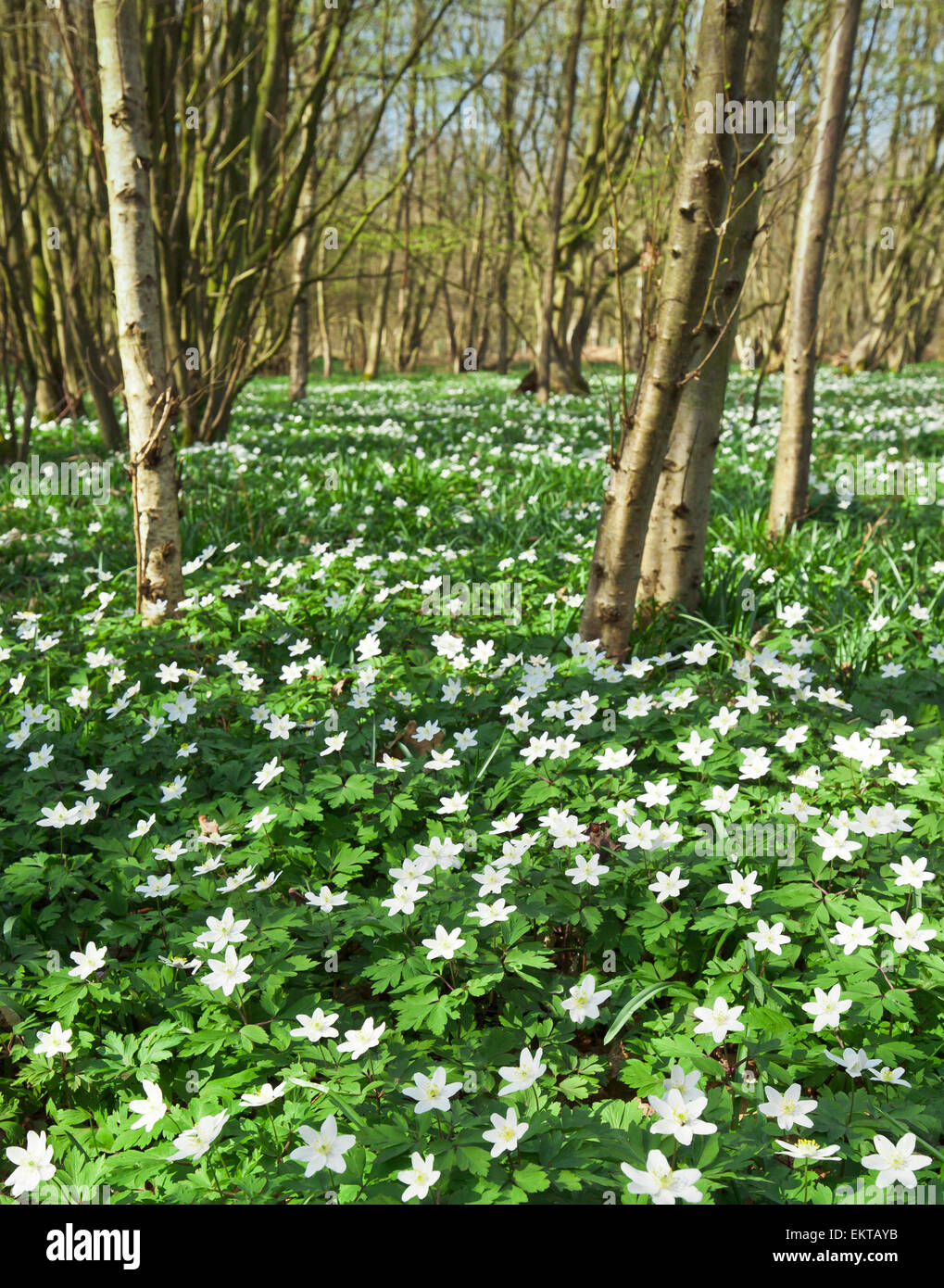 English woodland anemone hi-res stock photography and images - Alamy