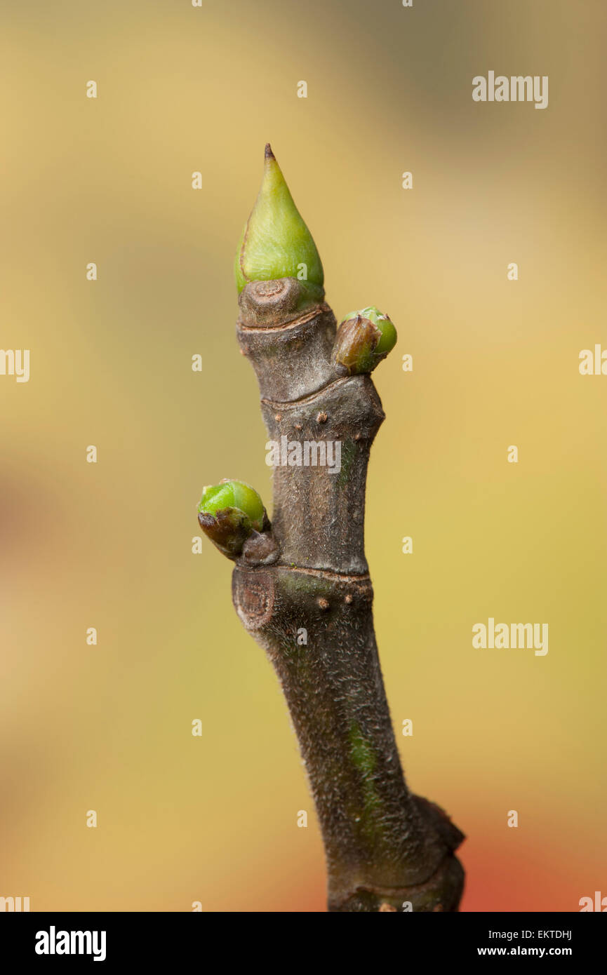 Knospe,Bud,Trieb,Triebspitze,Shoot,Young Shoot,Bluete,Blossom,Bloom ...
