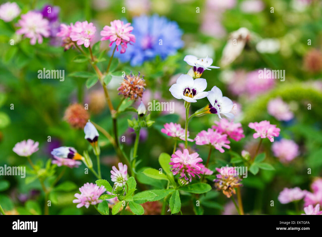 White flowers in the meadow full of flowers, spring season in Poland ...