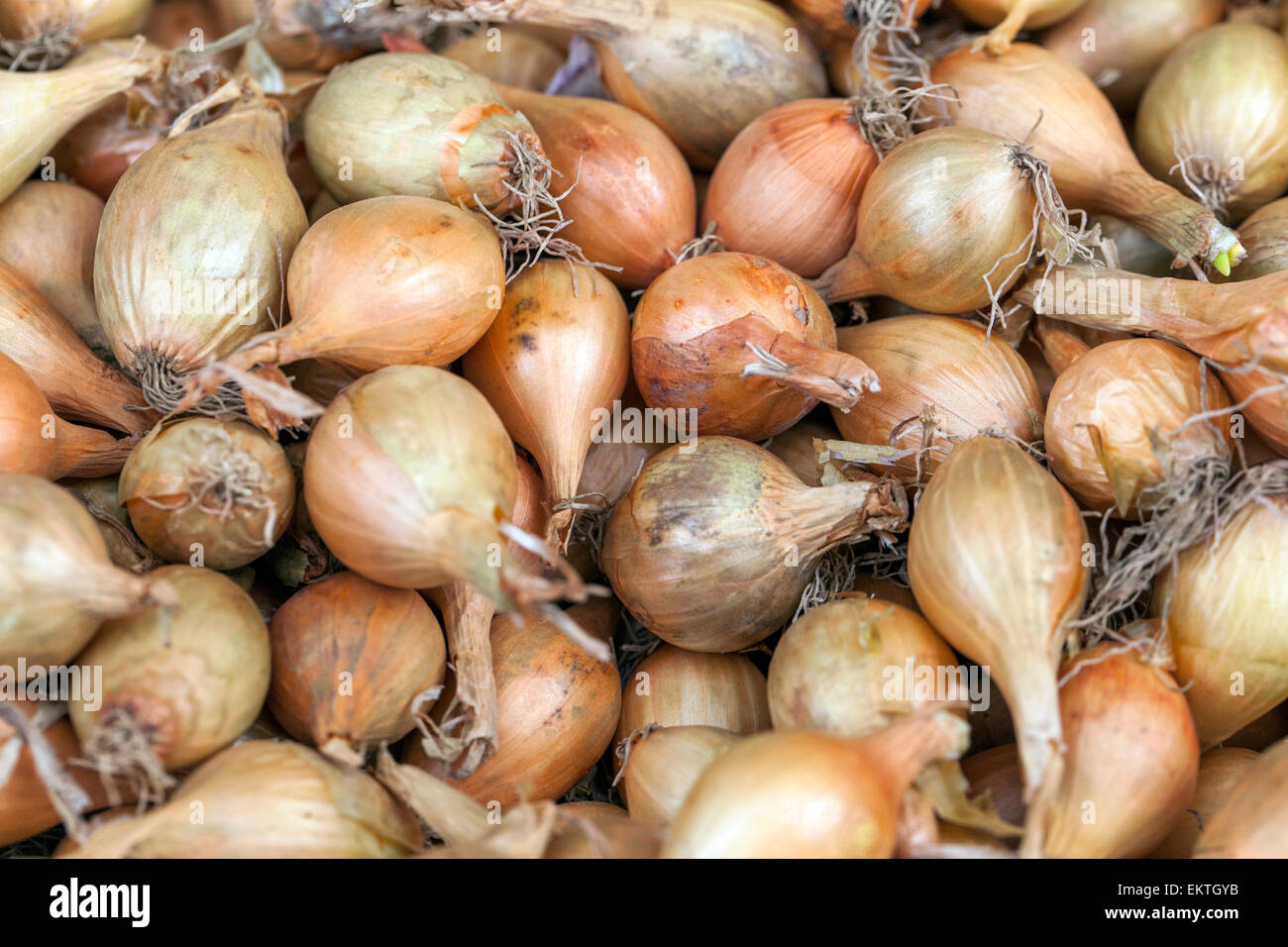 Onion market hi-res stock photography and images - Alamy