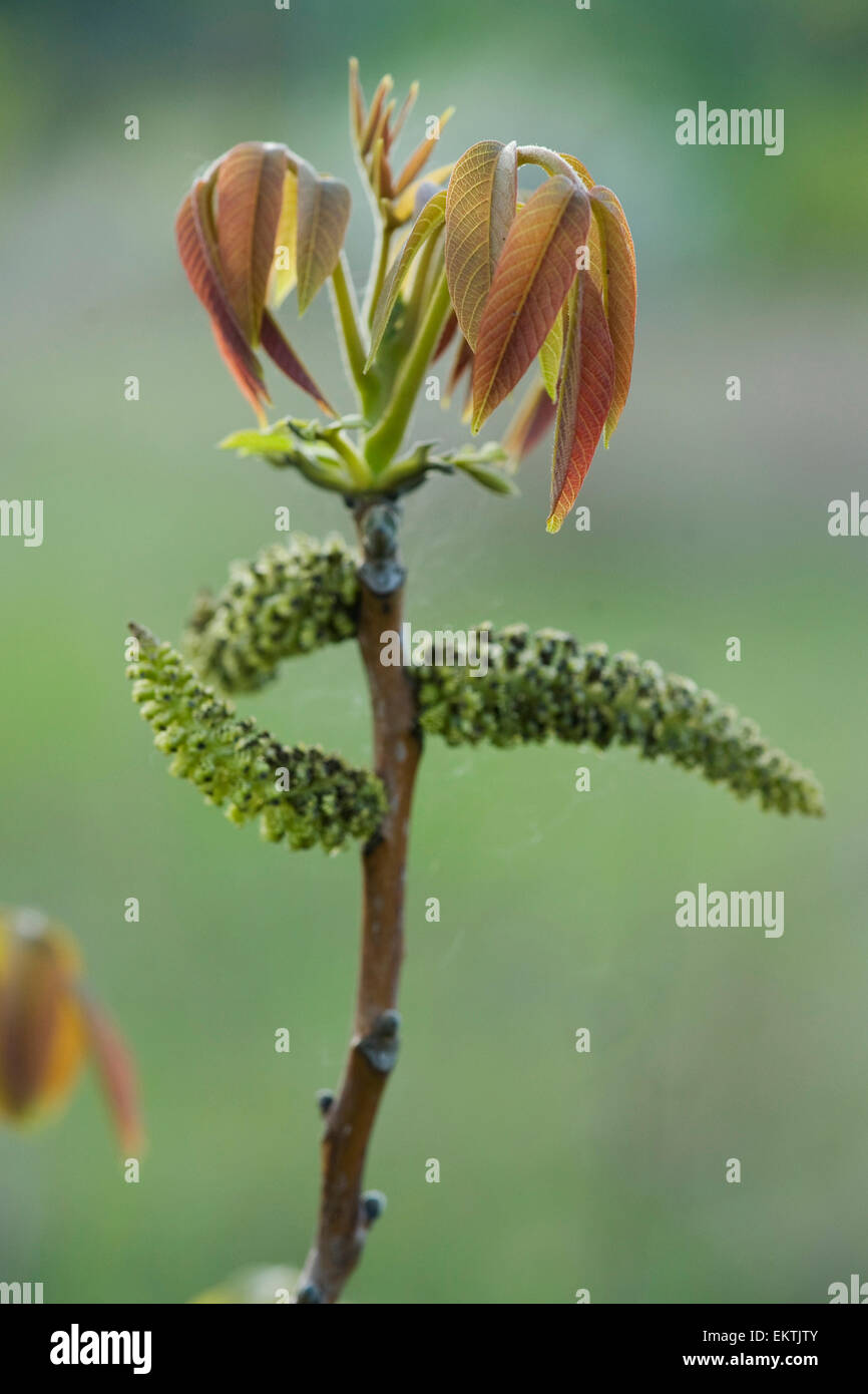 Knospe,Bud,Trieb,Triebspitze,Shoot,Young Shoot,Bluete,Blossom,Bloom ...