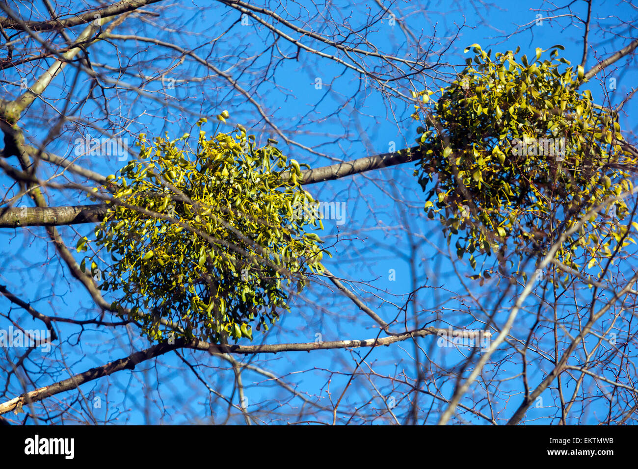 Viscum album treetop hi-res stock photography and images - Alamy
