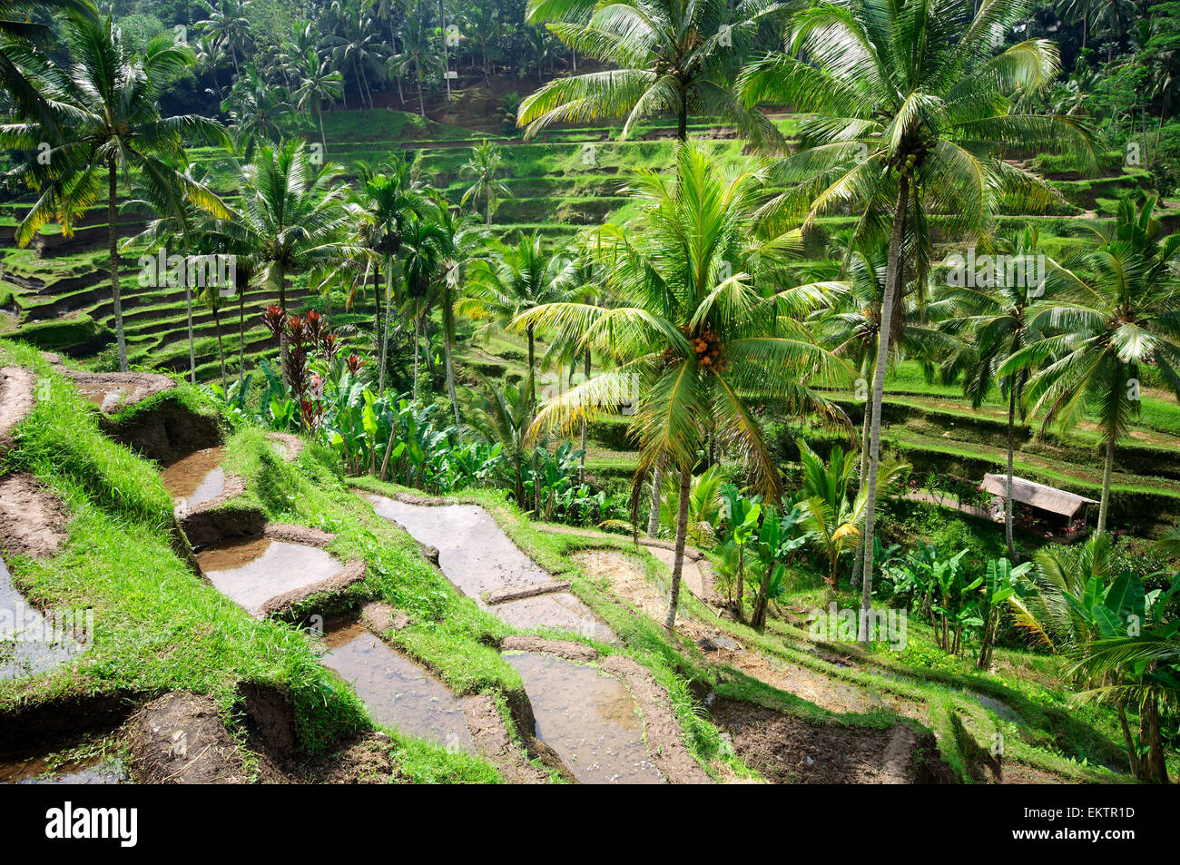 Beautiful green terrace paddy fields on Bali, Indonesia Stock Photo - Alamy