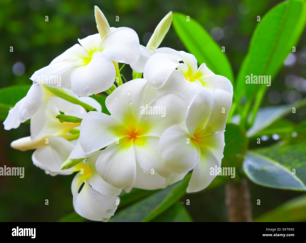 Lan thom flower hi-res stock photography and images - Alamy