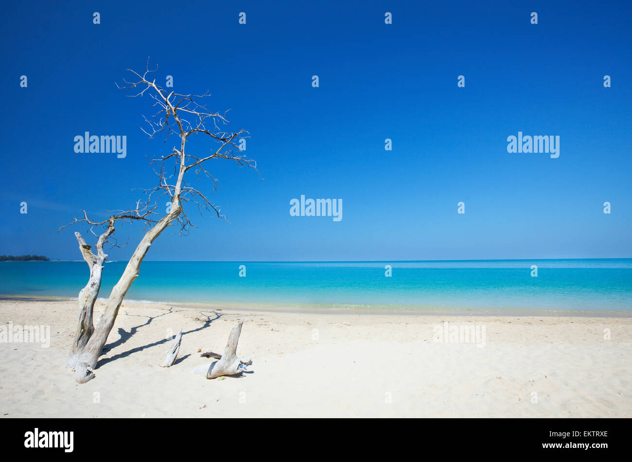 Dead tree beach hi-res stock photography and images - Alamy