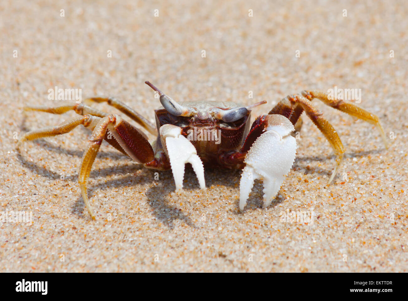 Nocturnal crab hi-res stock photography and images - Alamy