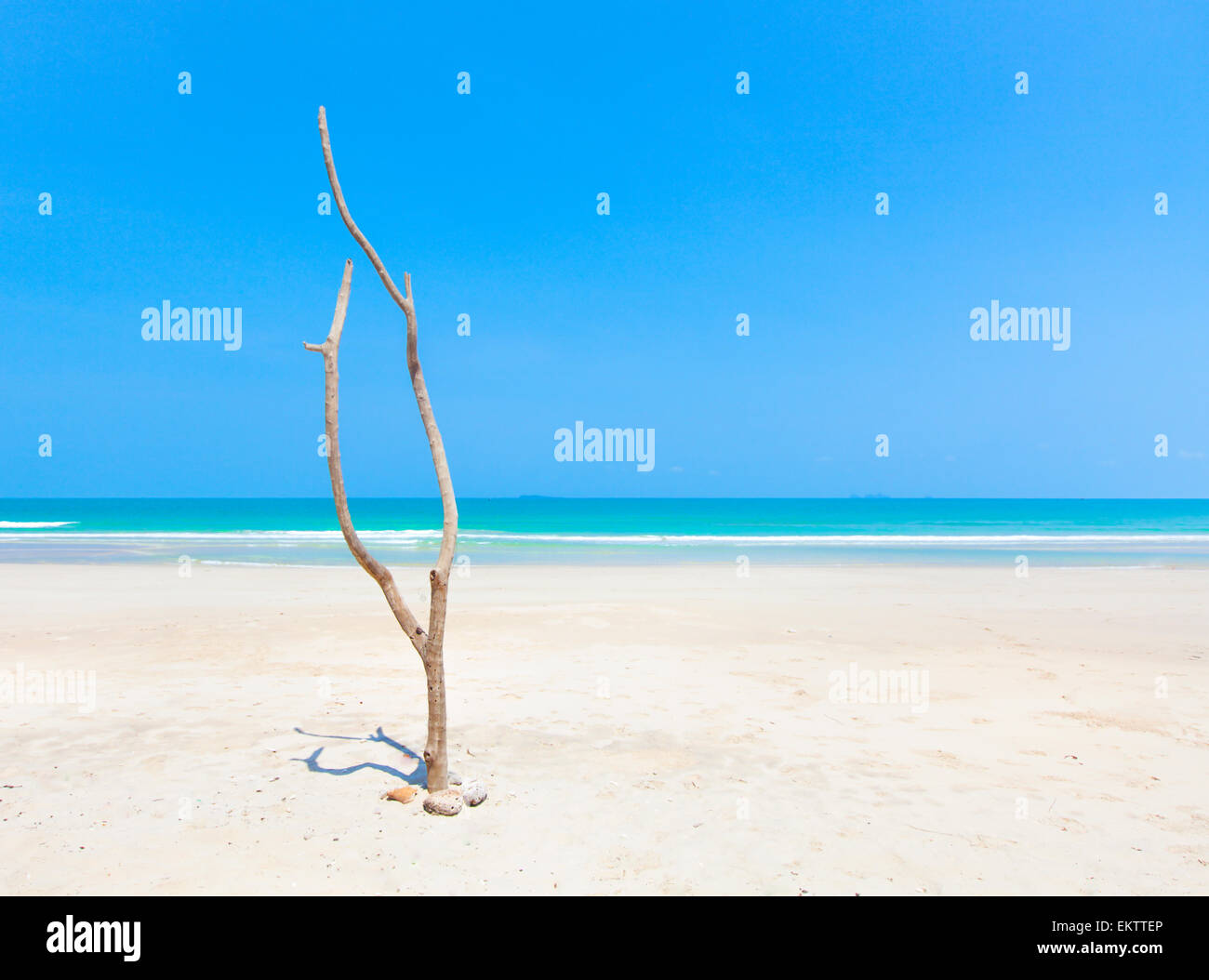 Dead tree beach hi-res stock photography and images - Alamy