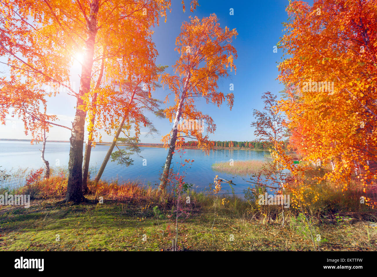 Trees with lake hi-res stock photography and images - Alamy
