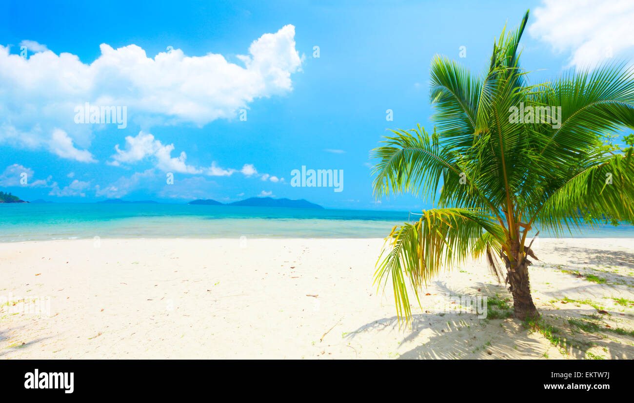 tropical beach with coconut palm Stock Photo - Alamy