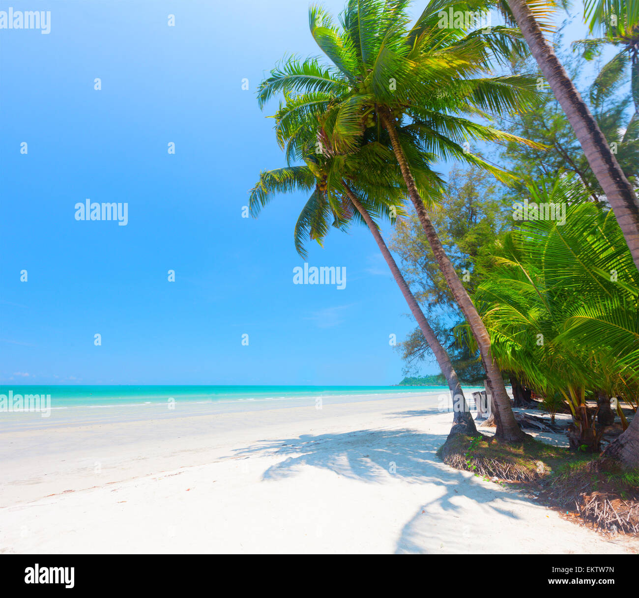 Beautiful blue sea landscape palm hi-res stock photography and images ...