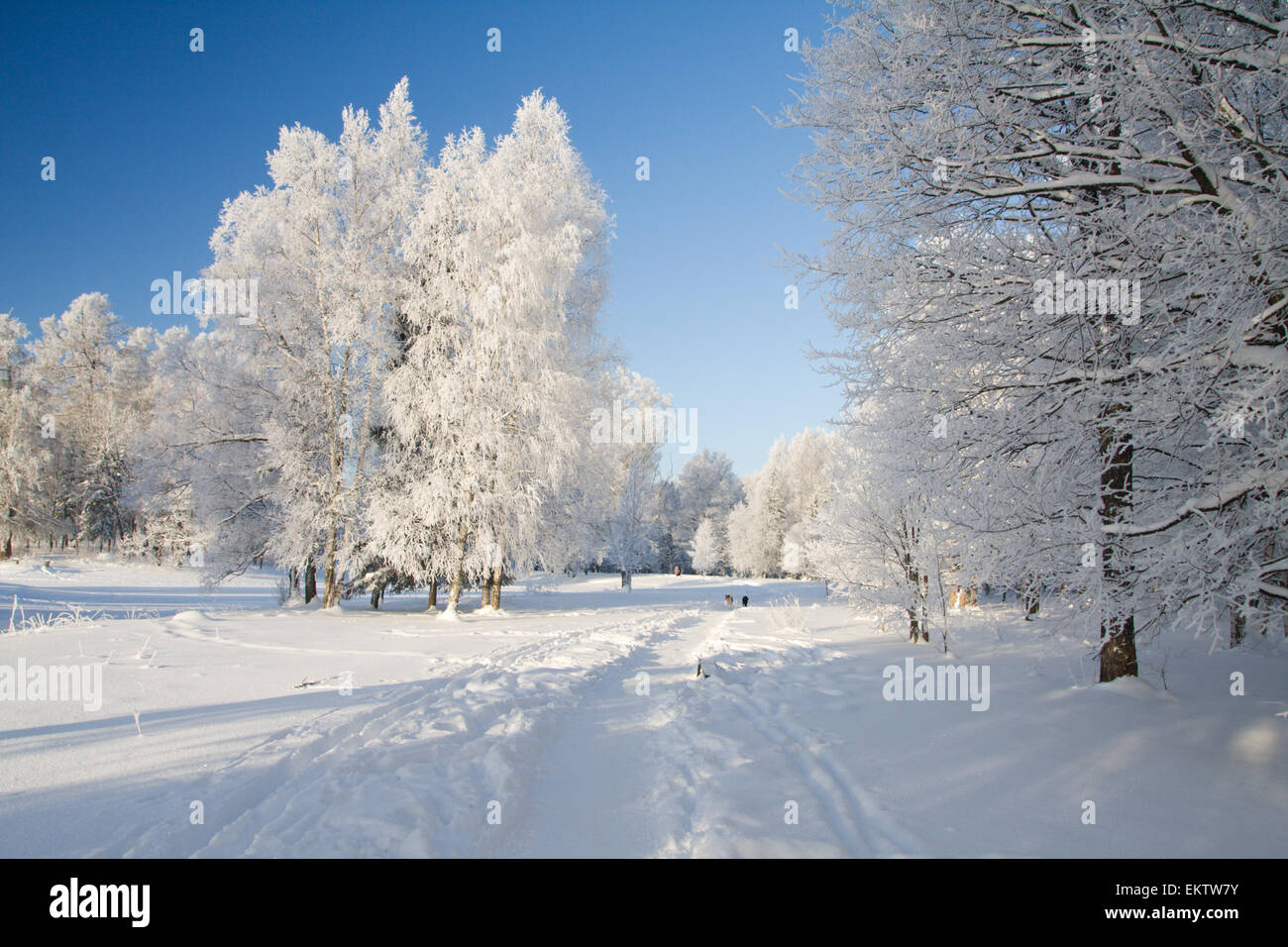 Winter park in snow Stock Photo - Alamy