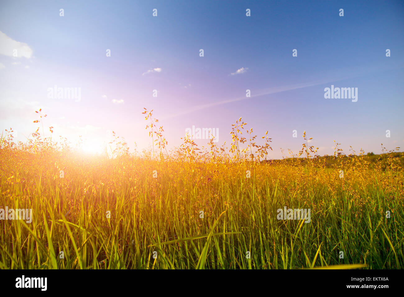 sunset and grass Stock Photo - Alamy