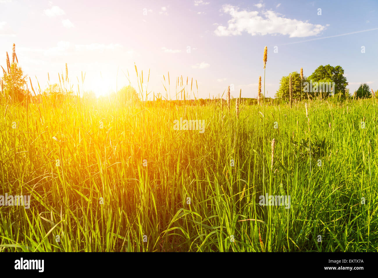 sunset and grass Stock Photo - Alamy