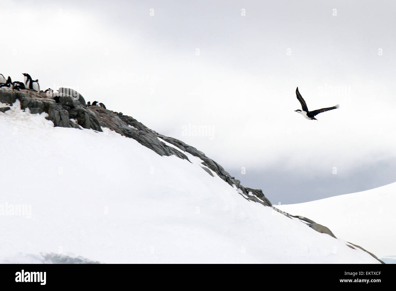 Shag colonies hi-res stock photography and images - Alamy
