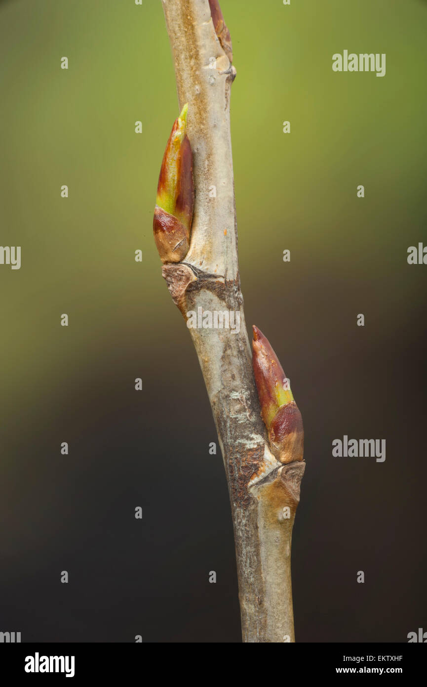 Pappel populus nigra hi-res stock photography and images - Alamy
