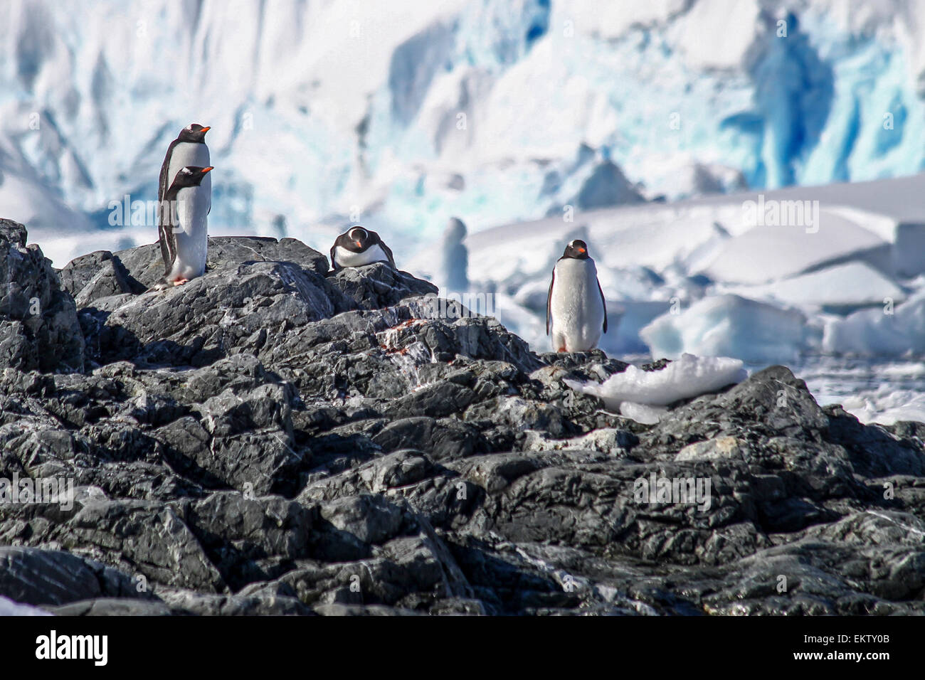 Wilhelmina Bay is a bay 24 kilometres (15 mi) wide between the Reclus ...